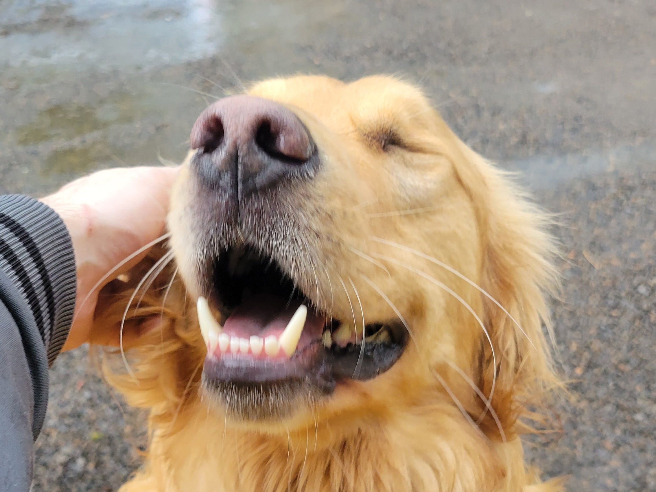 Say Hi to Chekhov’s Dog For Me – The Casual Ramble